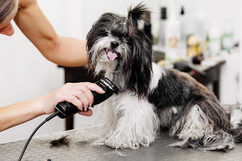 Finde Hundefriseure in deiner Nähe – Petlindo